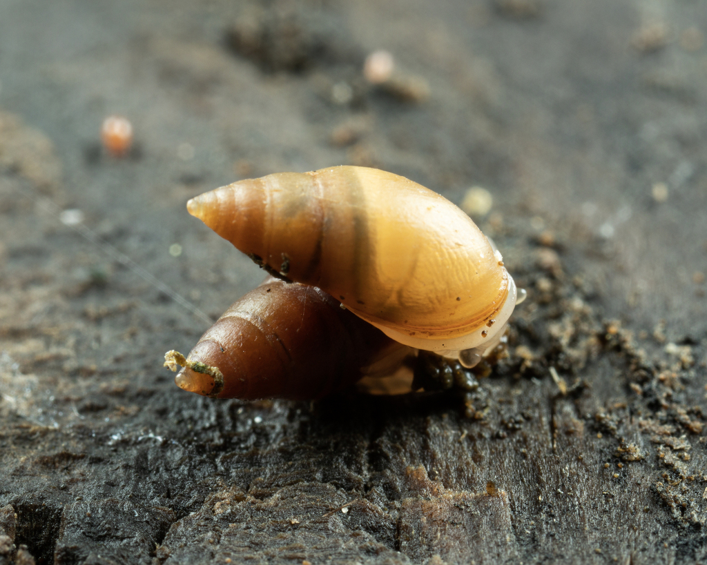 Mouse-eared Snail from Australia; Victoria; Mornington; cove north of ...