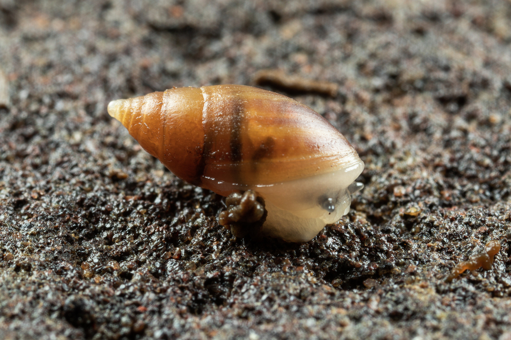 Mouse-eared Snail from Australia; Victoria; Mornington; cove north of ...