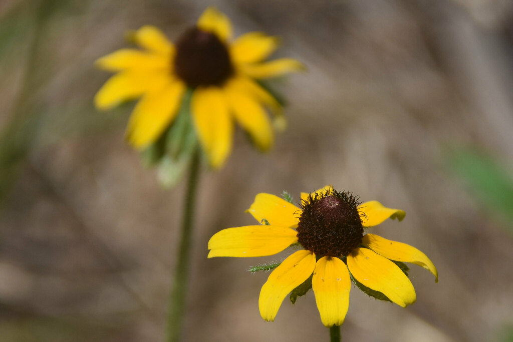 black-eyed Susan from Fry Ditch Creek, Bixby, OK, USA on July 12, 2023 ...