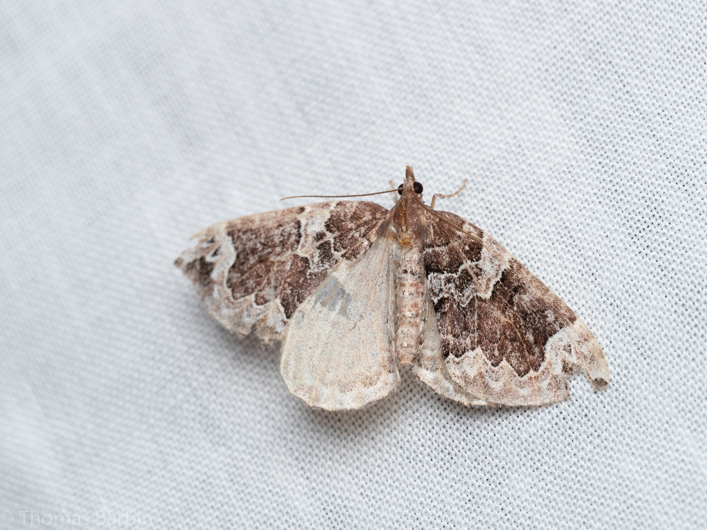 Northwestern Phoenix Moth from Oak Bay, BC, Canada on July 12, 2023 at ...