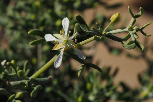 bushy bean-caper (Tetraena dumosa) · iNaturalist