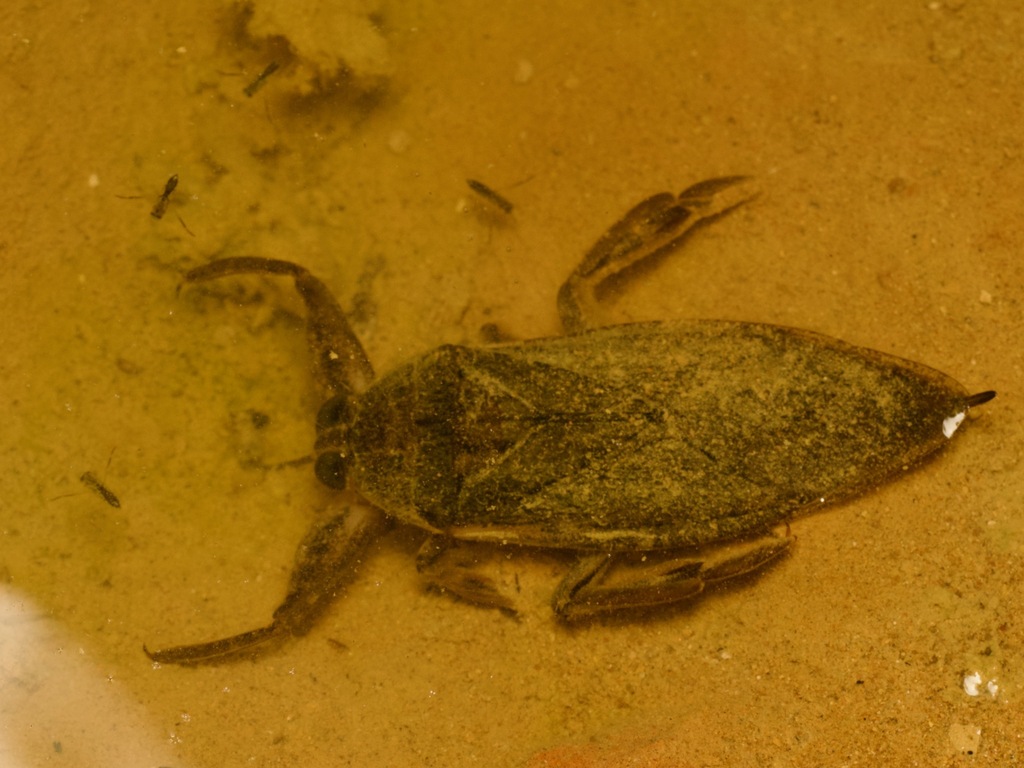 Madagascan Giant Water Bug from Toliara II, Madagascar on May 13, 2023 ...