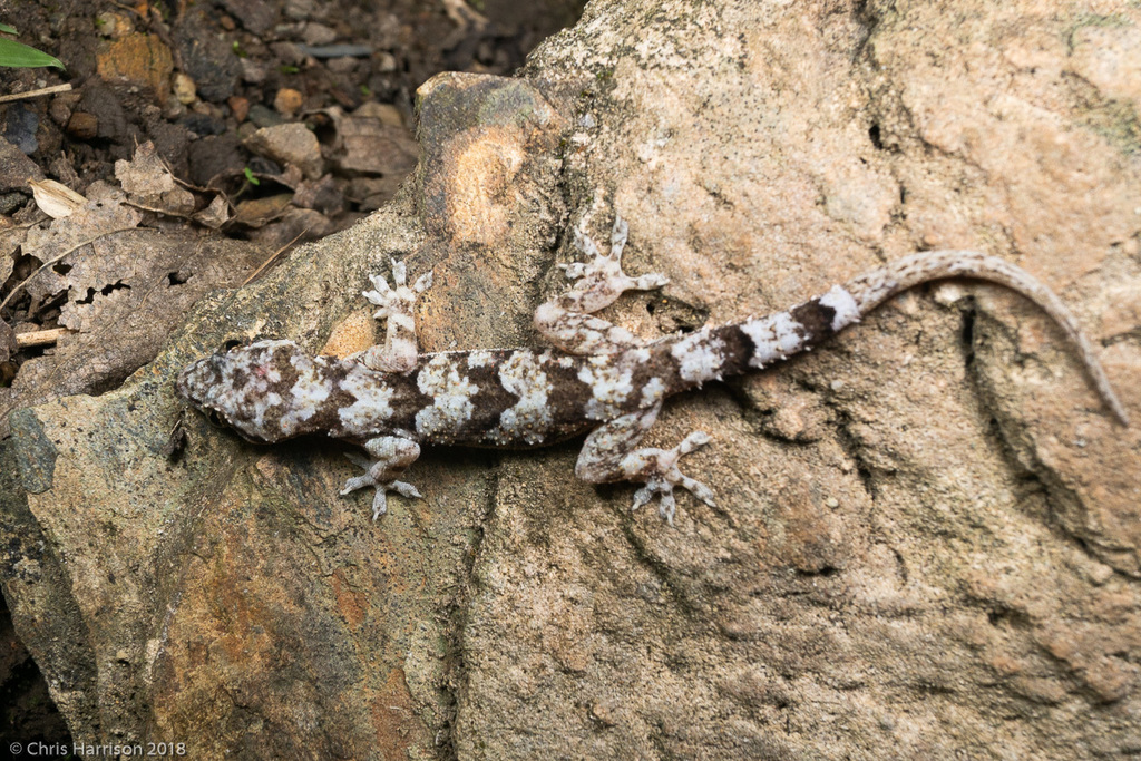 Tropical House Gecko from Unnamed Road, Trinidad and Tobago on December ...