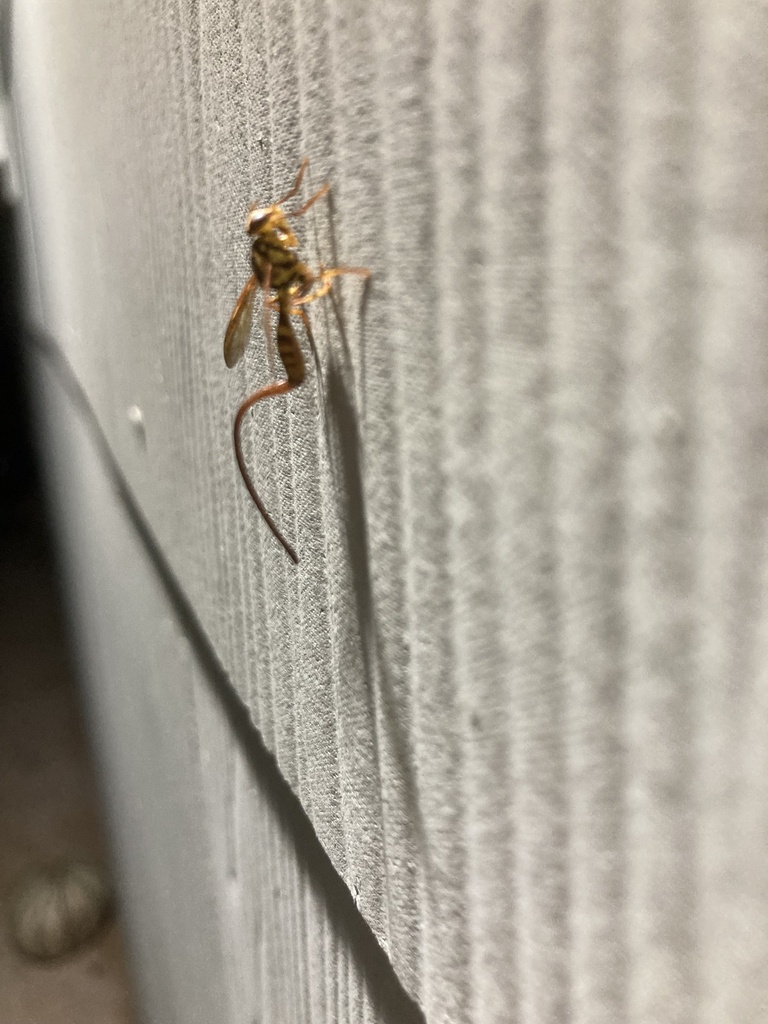 Papaya Fruit Fly from Cody Bluffs Rd, Babson Park, FL, US on July 15 ...