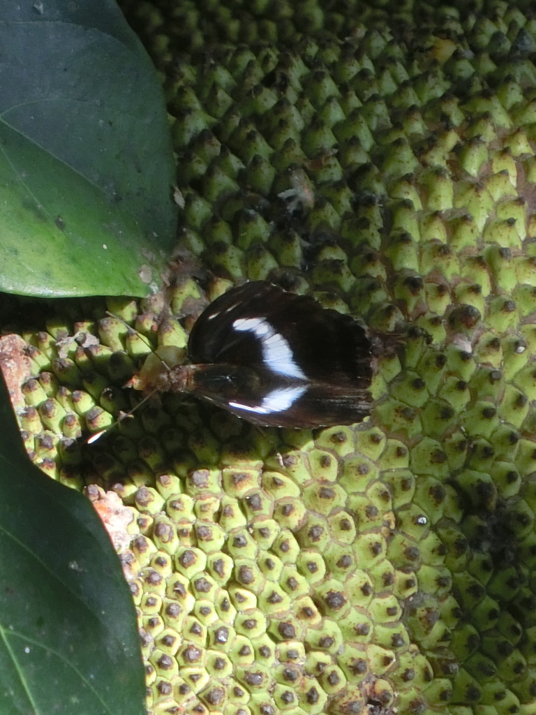 Athyma selenophora laela from 台灣彰化縣 on July 15, 2023 at 09:36 AM by ...