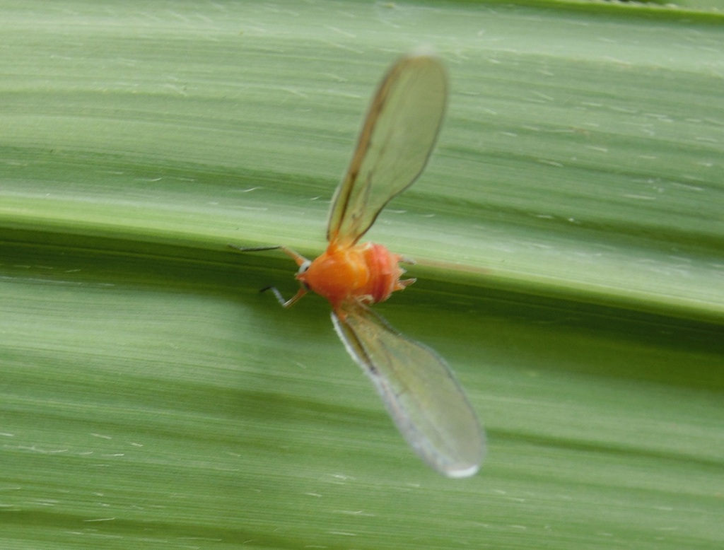 Diostrombus politus from 台灣彰化縣 on July 15, 2023 at 09:54 AM by ...