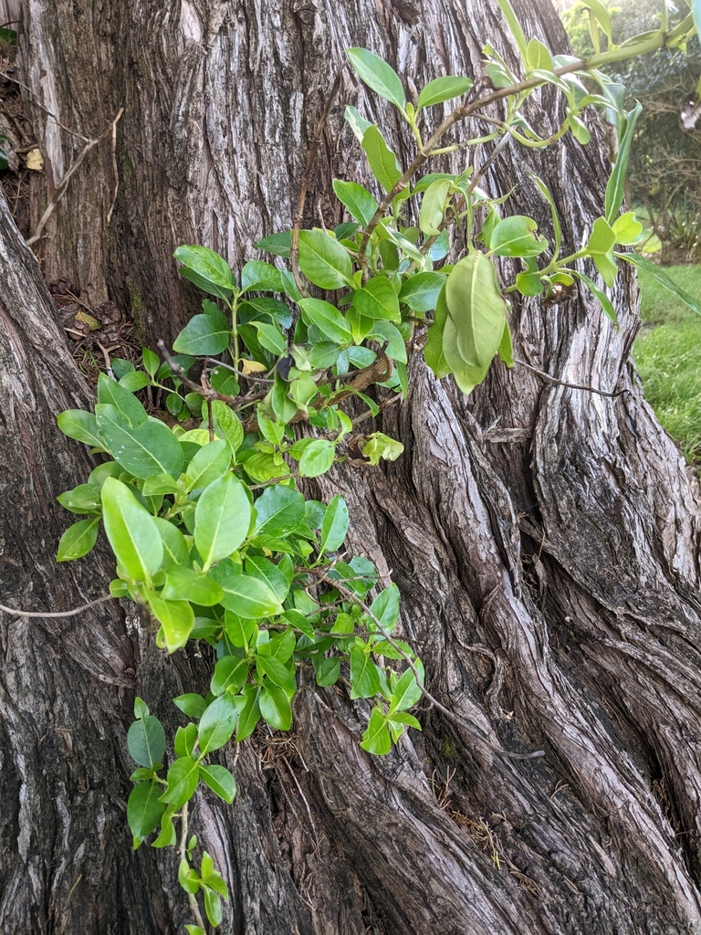 Coprosma macrocarpa from Mahurangi West 0983, New Zealand on July 14 ...
