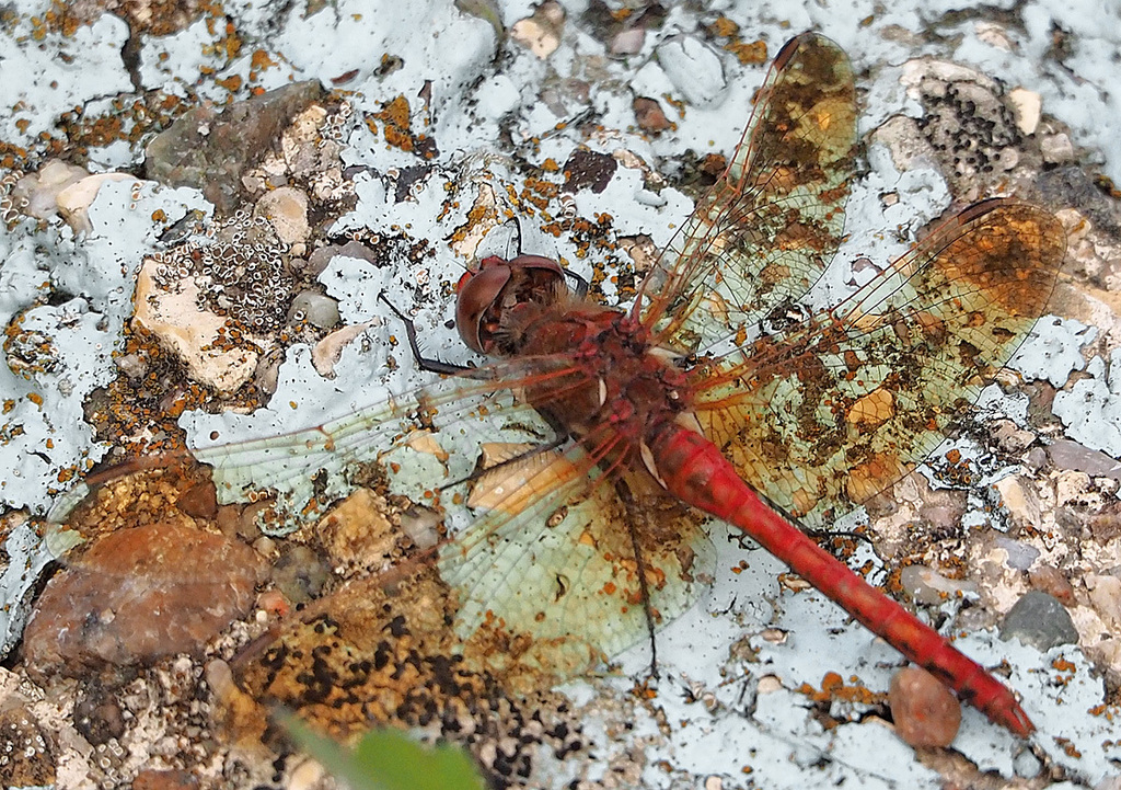 Red-veined Meadowhawk from Camp Morton Provincial Park, Manitoba ...
