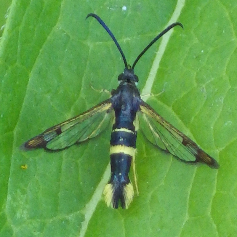 Dogwood Borer Moth from University District, Spokane, WA, USA on July ...