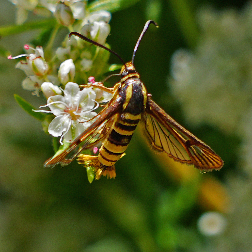 Sycamore Borer Moth from 18751 Laguna Canyon Rd, Laguna Beach, CA 92651 ...
