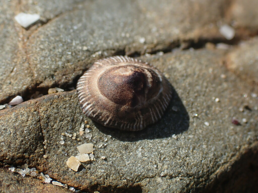 Corded Siphonaria from Emerald Beach NSW 2456, Australia on July 15 ...