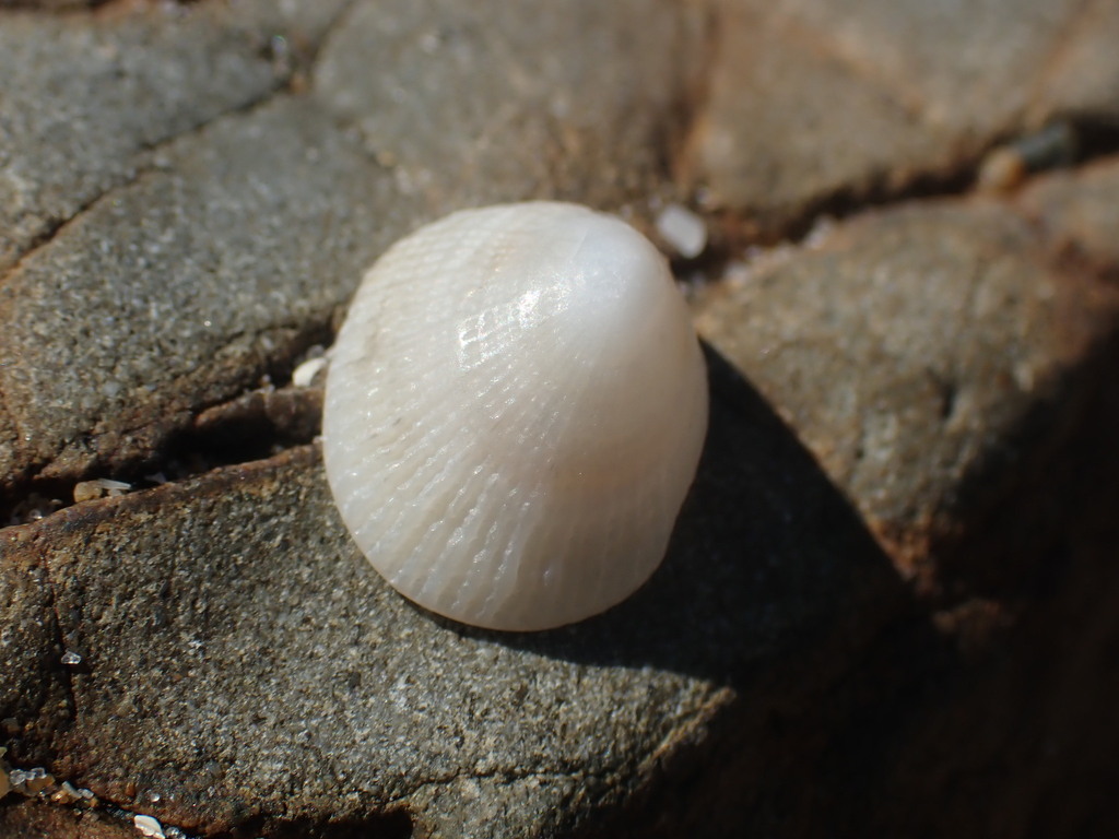 Cap-shaped False Limpet from Emerald Beach NSW 2456, Australia on July ...
