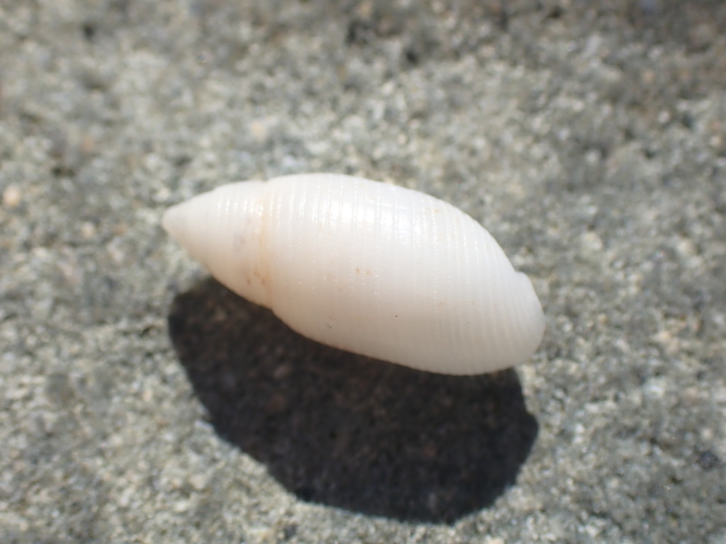 Pupa affinis from Emerald Beach NSW 2456, Australia on July 15, 2023 at 02:22 PM by drmattnimbs ...