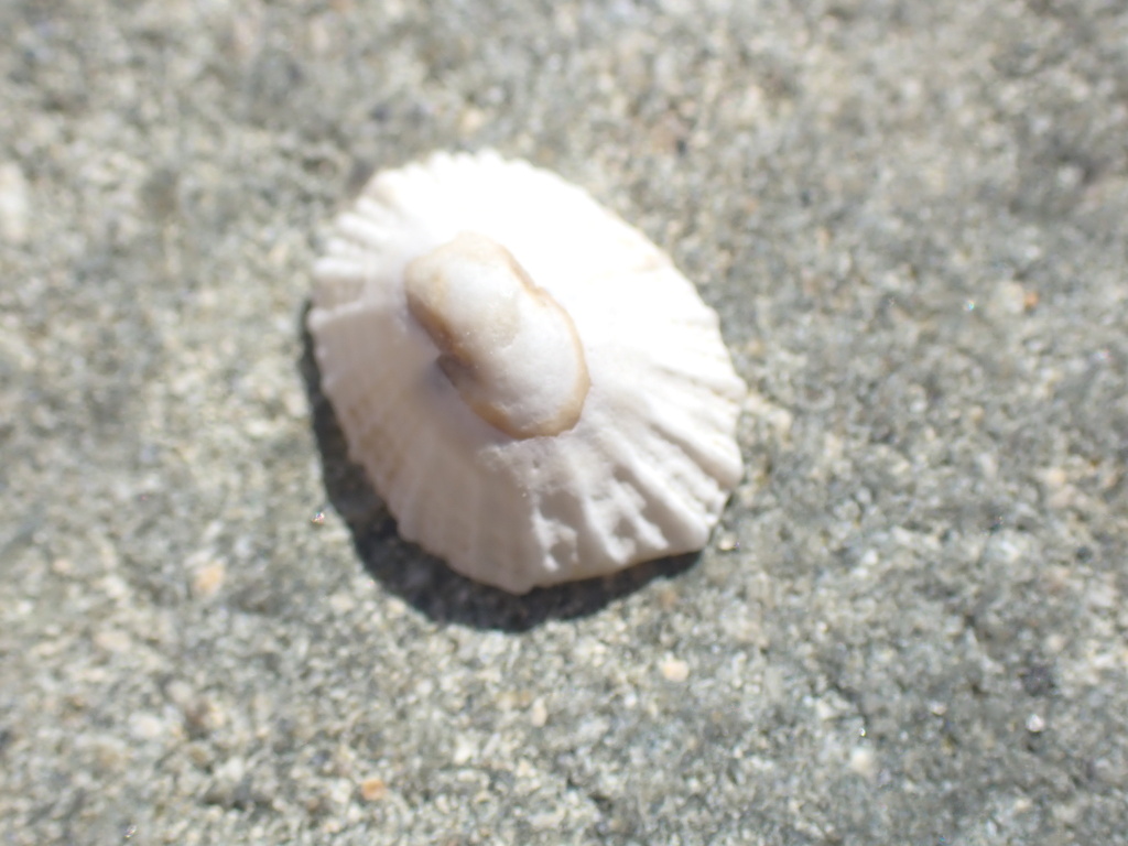 Cap-shaped False Limpet from Emerald Beach NSW 2456, Australia on July ...