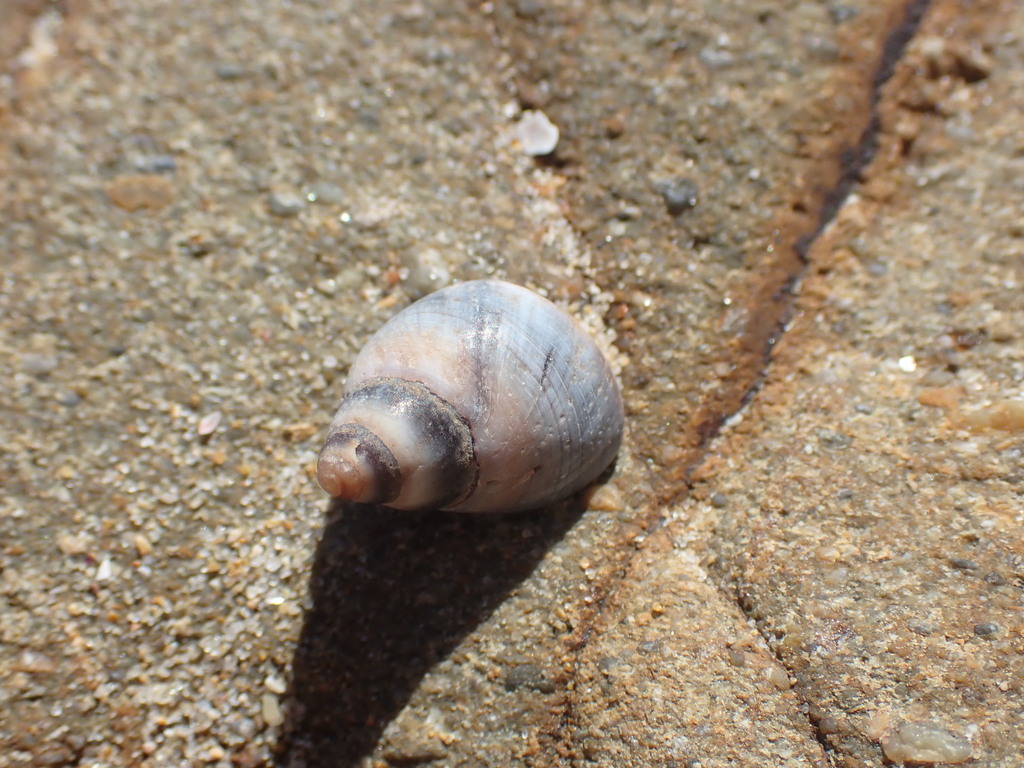 Little Blue Periwinkle from Emerald Beach NSW 2456, Australia on July ...