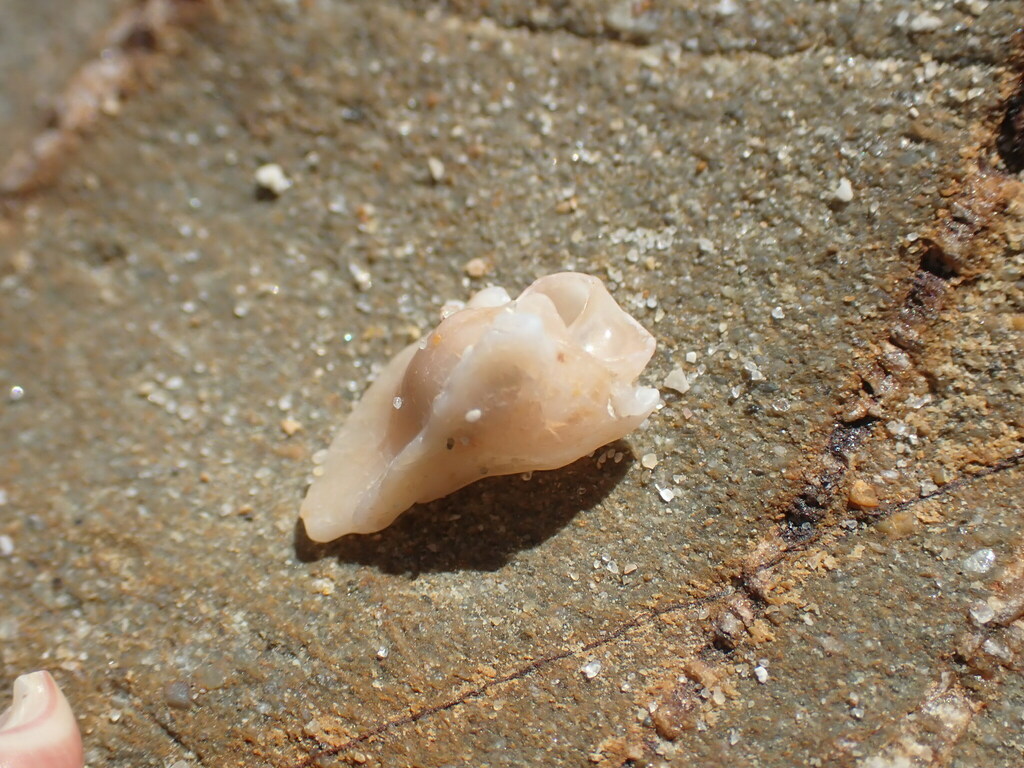 Prototyphis angasi from Emerald Beach NSW 2456, Australia on July 15 ...