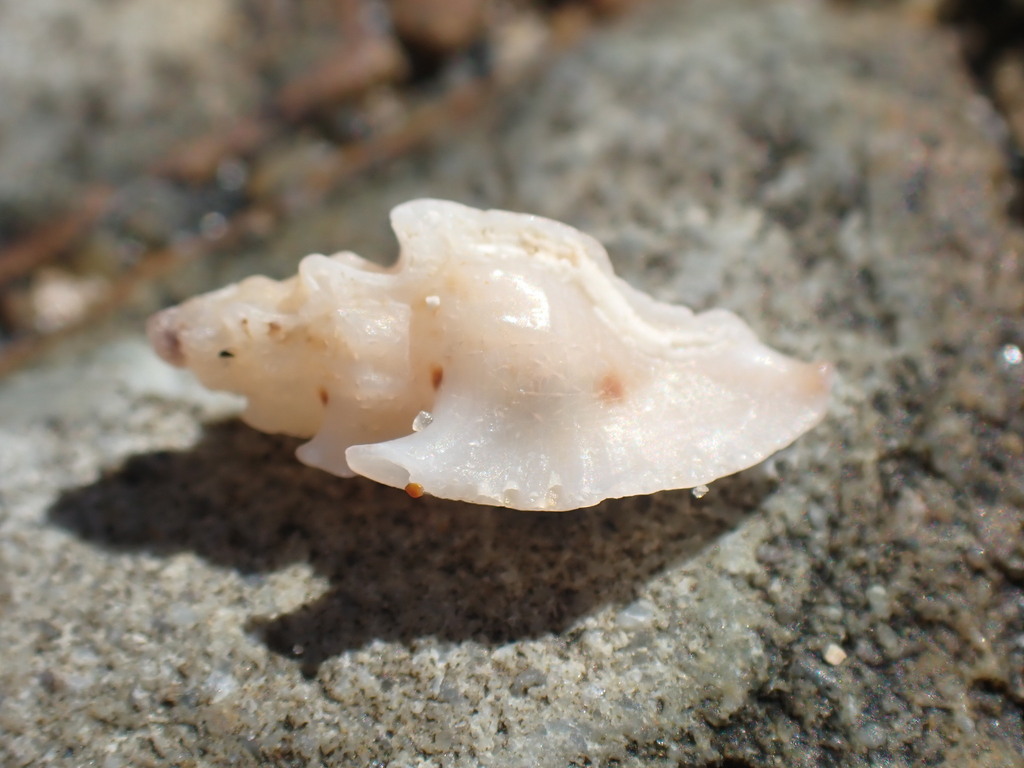 Prototyphis angasi from Emerald Beach NSW 2456, Australia on July 15 ...