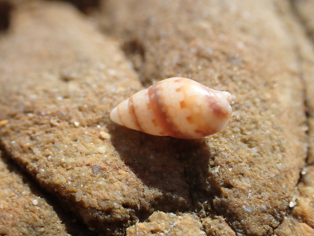 Pseudamycla dermestoidea from Emerald Beach NSW 2456, Australia on July 15, 2023 at 02:22 PM by ...