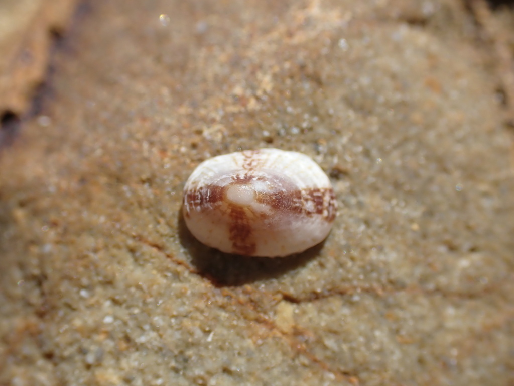 Patelloida mufria from Emerald Beach NSW 2456, Australia on July 15, 2023 at 02:22 PM by ...