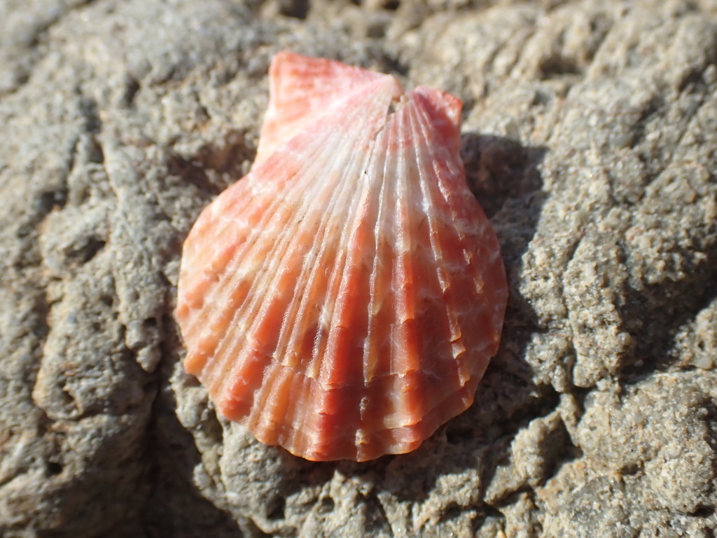 Livid Fan Scallop from Emerald Beach NSW 2456, Australia on July 15 ...