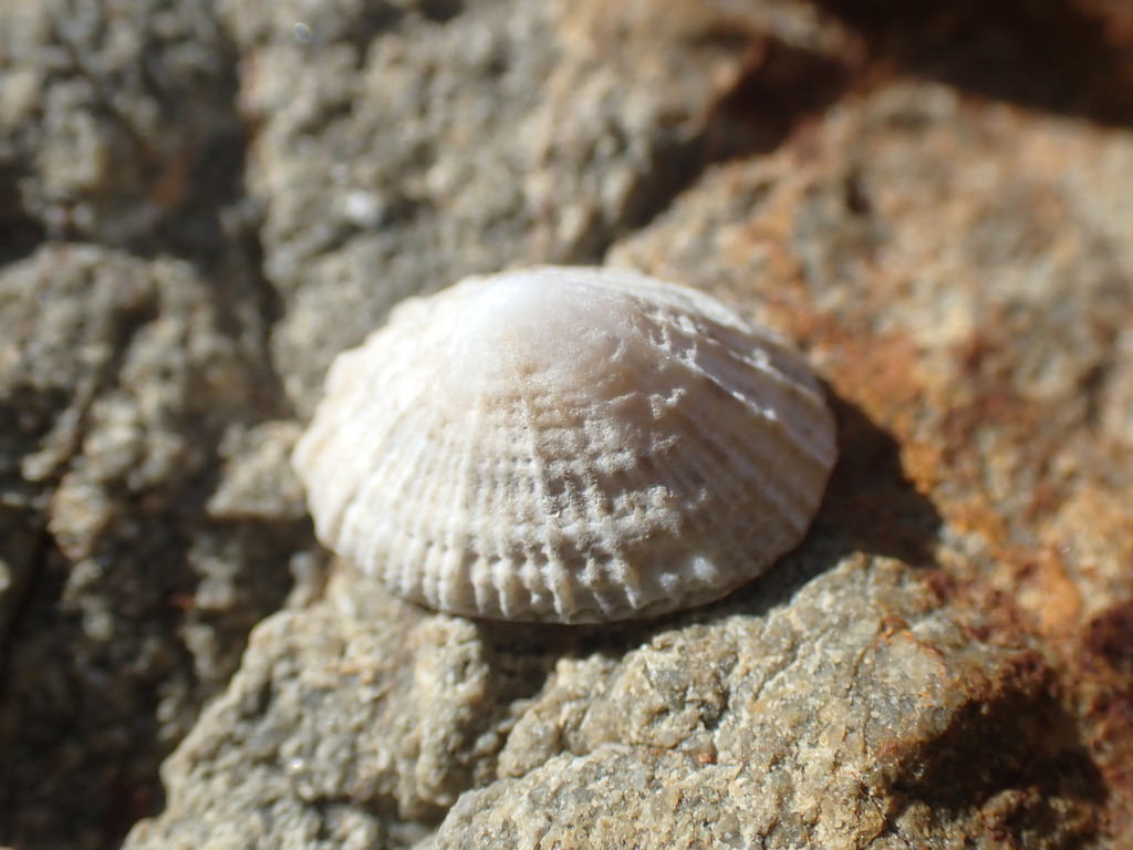 Cap-shaped False Limpet from Emerald Beach NSW 2456, Australia on July ...