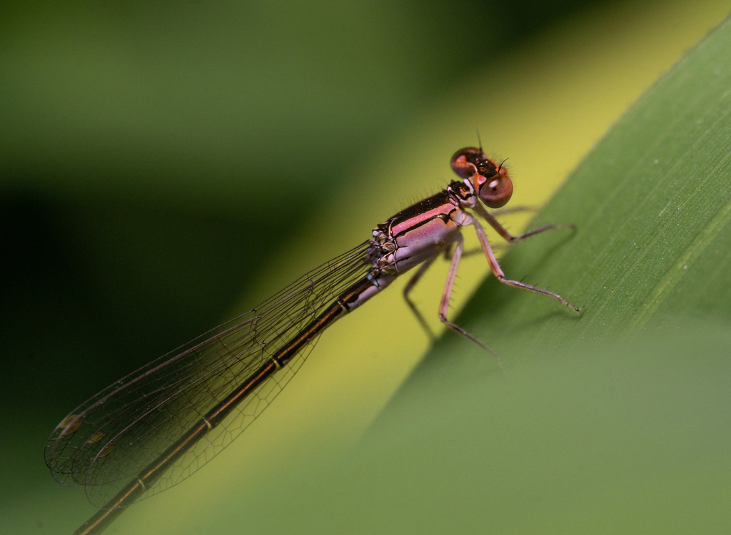 Black-fronted Forktail from Louis Robidoux Nature Center, Jurupa Valley ...