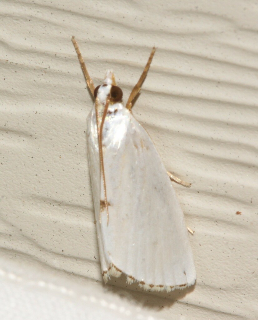 Snowy Urola Moth from Mont-Joli, QC, Canada, 1101 rue Lussier on July ...