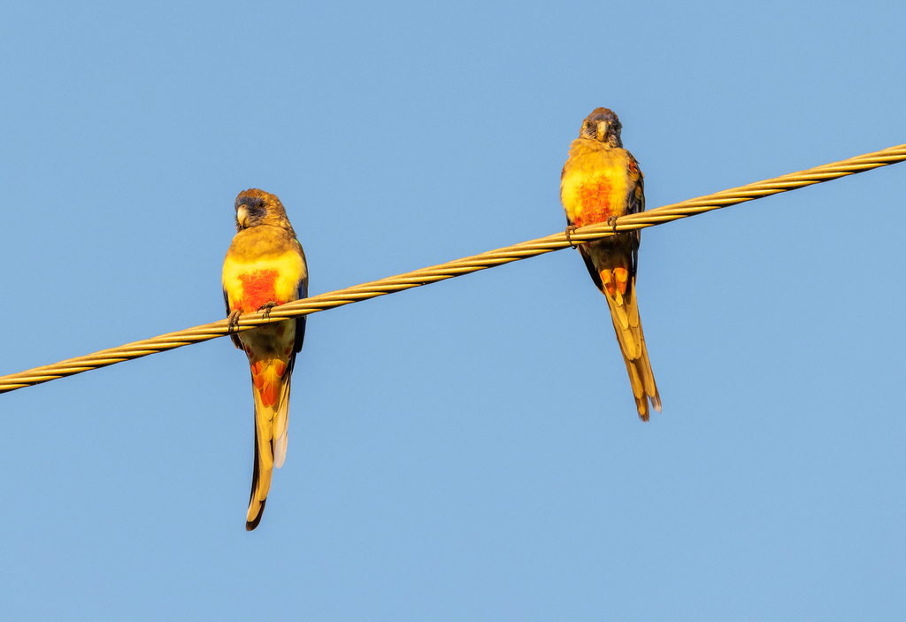 Red-vented Bluebonnet from Norwin QLD 4356, Australia on March 5, 2023 ...