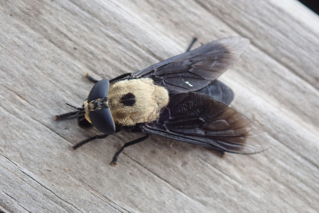 Hippo Fly from Jakkalsbessie, Malelane, South Africa on May 8, 2019 at ...