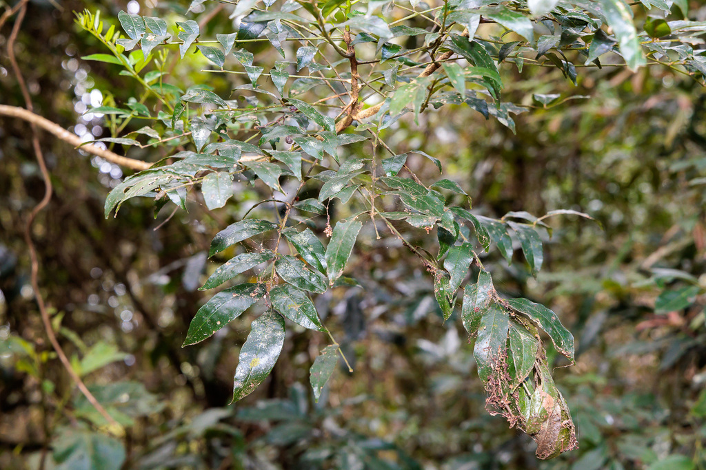 Satin Tree from Springbrook QLD 4213, Australia on July 15, 2023 at 12: ...