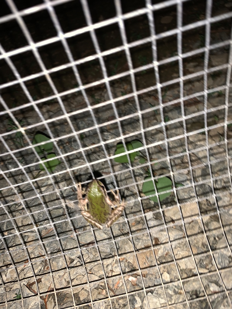 Northern Pacific Tree Frog from Columbia Shuswap, BC, CA on July 14 ...