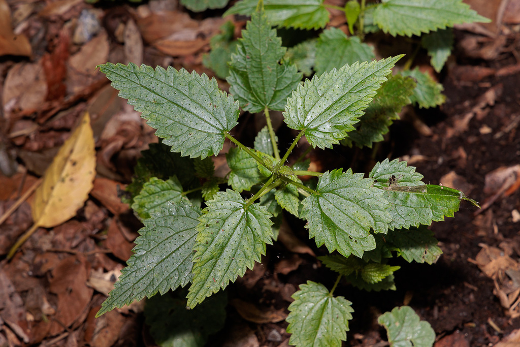 Scrub Nettle from Springbrook QLD 4213, Australia on July 15, 2023 at ...