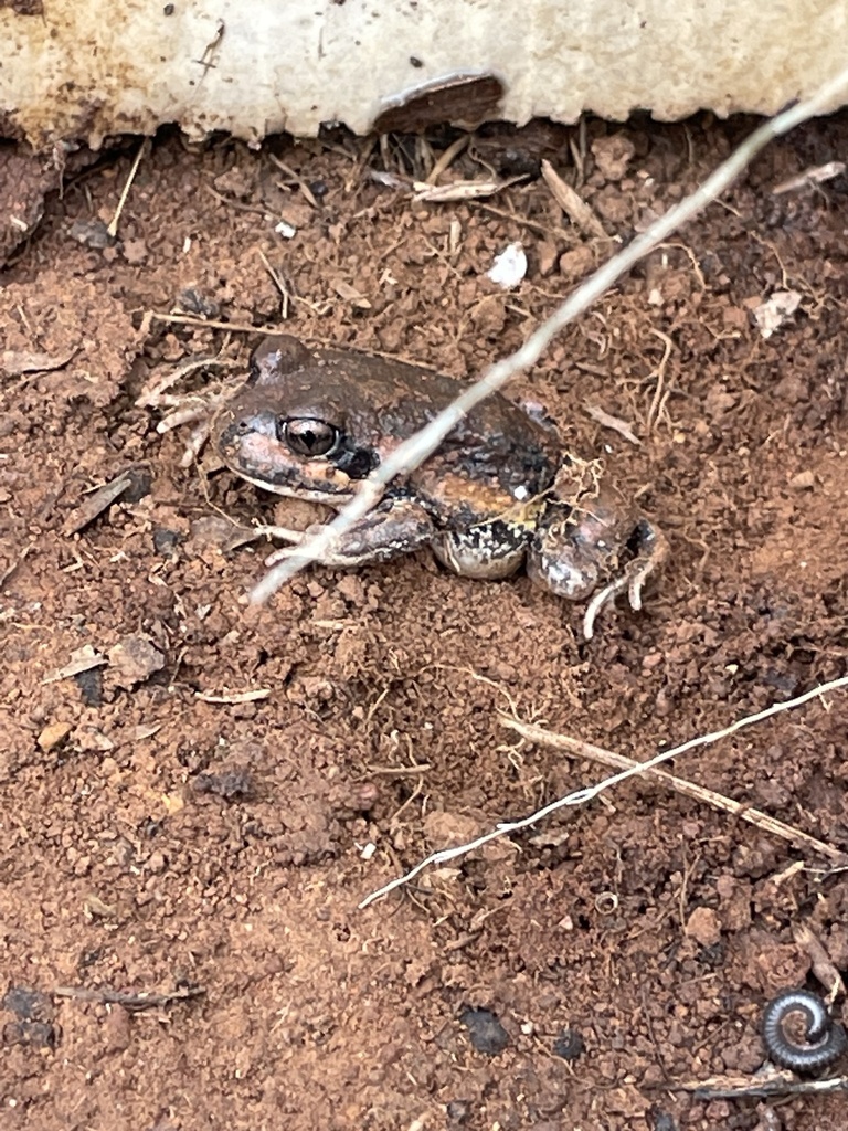 Eastern Banjo Frog from Coreen St, Oaklands, NSW, AU on June 6, 2023 at ...