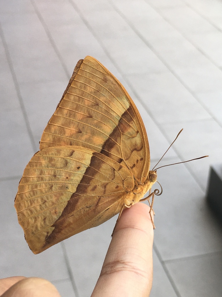 Red Caliph from Genting SkyWorlds, Genting Highlands, Pahang, MY on ...