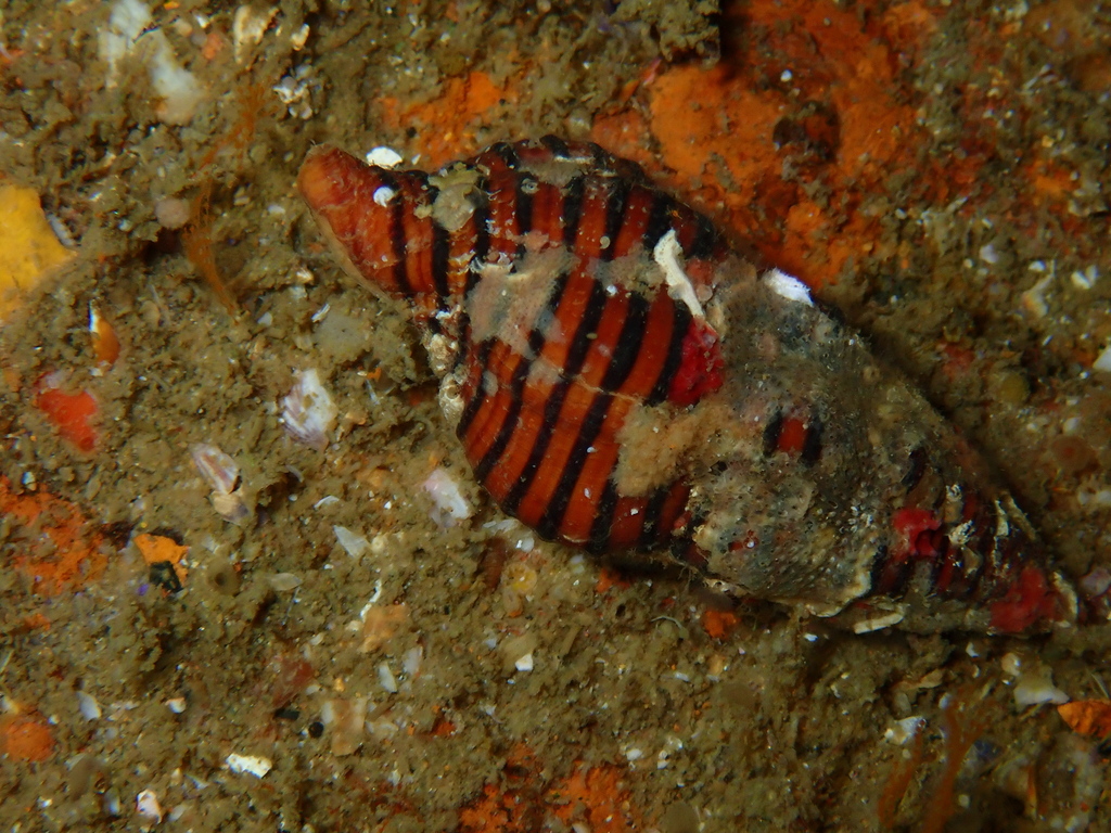 Tower Latirus from Sunshine Coast QLD, Australia on July 14, 2023 at 10 ...