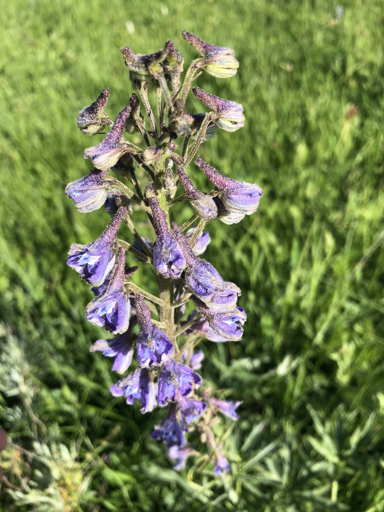 Subalpine Larkspur from Yellowstone National Park, Park County, US-WY ...