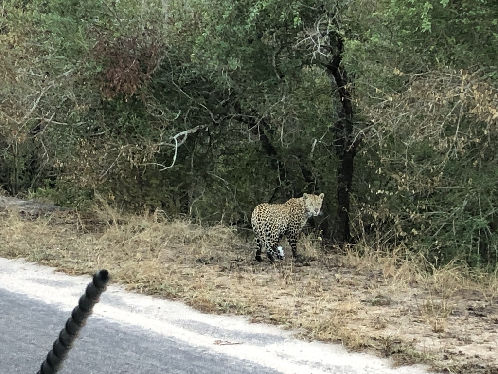 African Leopard in July 2023 by Tyler E. Burrow · iNaturalist