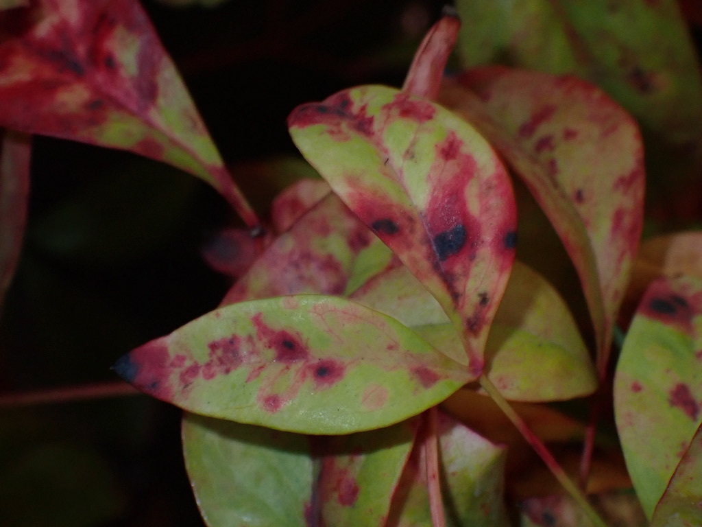 Quince leaf blight from Mission San Jose, Fremont, CA, USA on June 4 ...