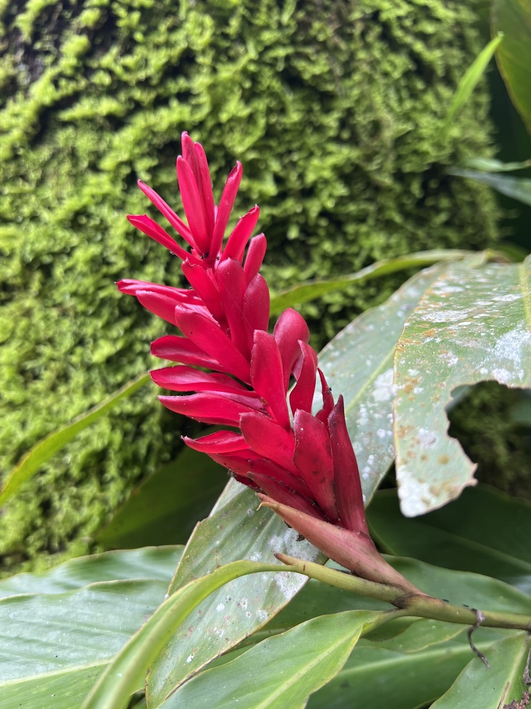Red Ginger from Sulthanbathery, Wayanad, KL, IN on July 15, 2023 at 12: ...