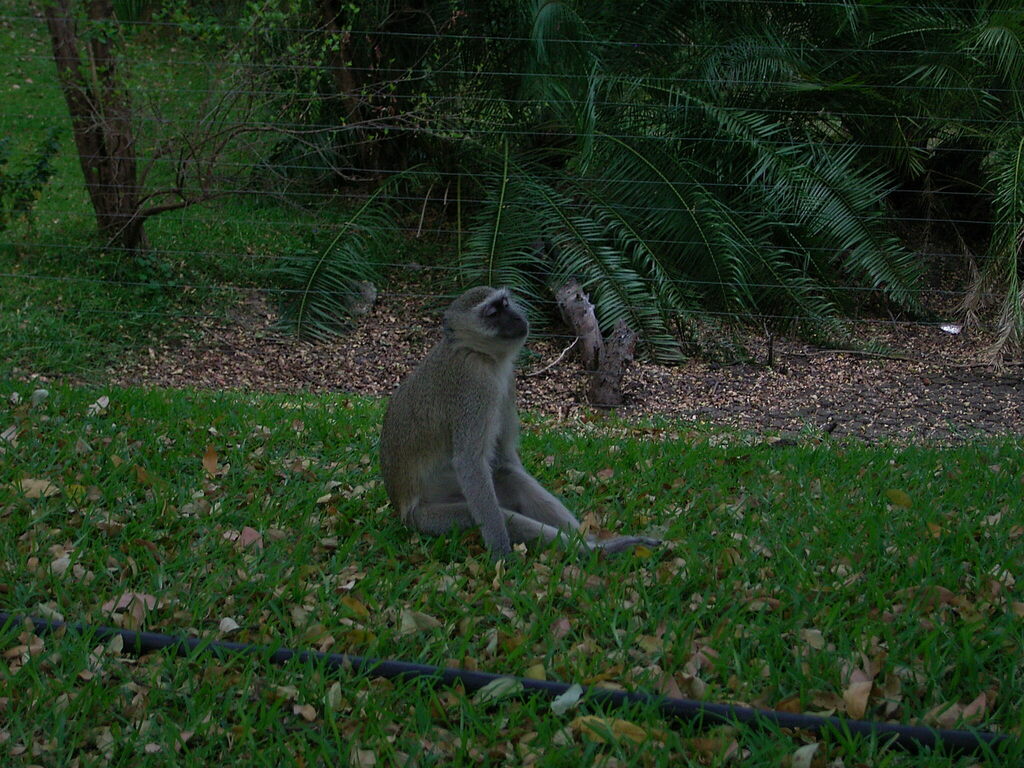 Savannah Monkeys from Livingstone, Zambia on October 9, 2006 at 09:37 ...