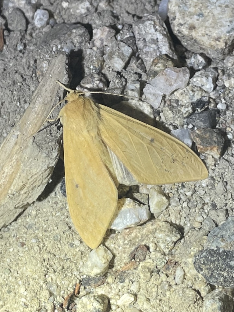 Tiger Moths from Coronado National Forest, Willcox, AZ, US on July 14 ...