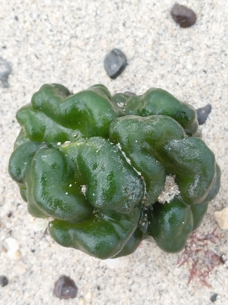 Puff-ball Algae from 7FFM+W2, Gravier, Maurice on July 15, 2023 at 10: ...