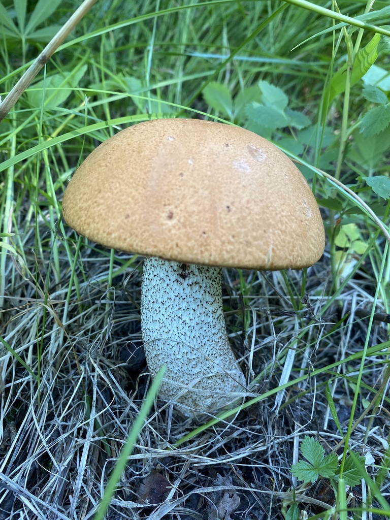 aspen bolete from Caribou-Targhee National Forest, Pocatello, ID, US on ...