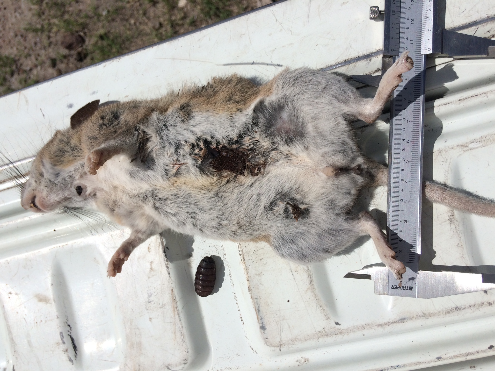 Neotoma leucodon Merriam, 1894