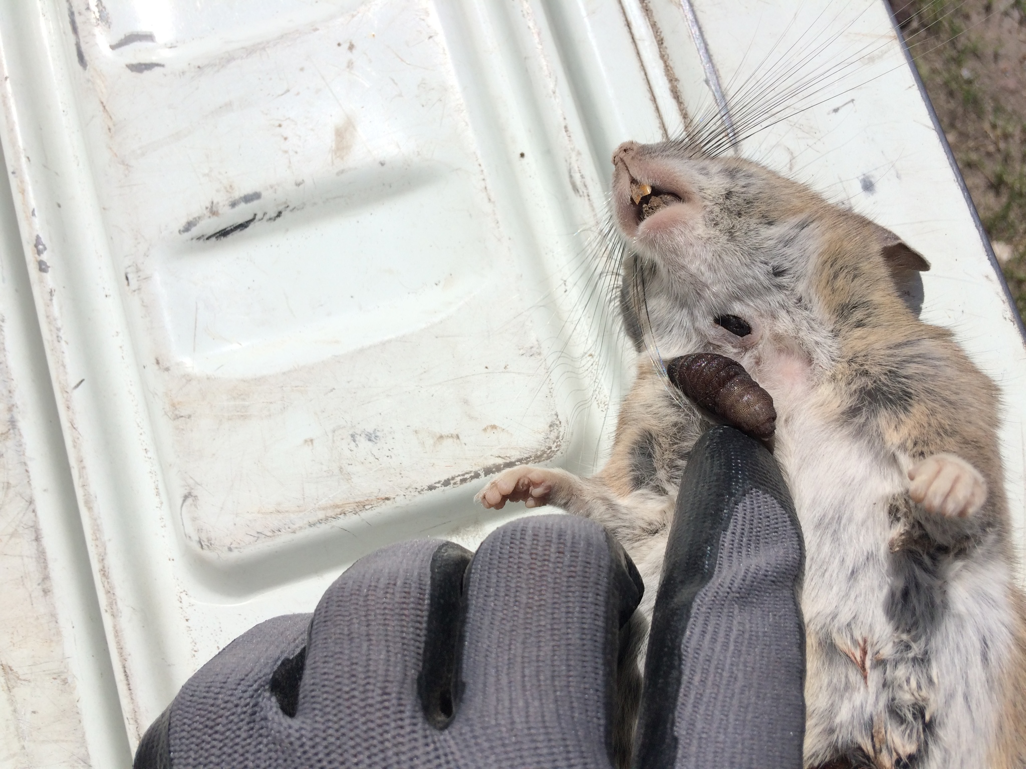 Neotoma leucodon Merriam, 1894