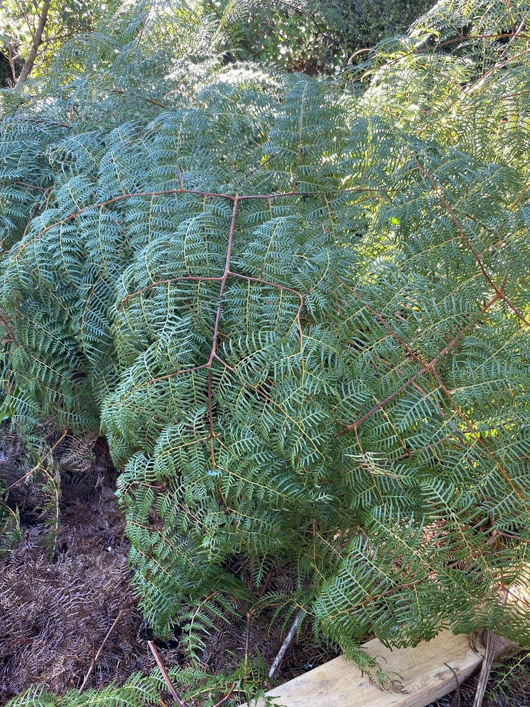 bracken family from Te Ika-a-Māui/North Island, Wellington, Wellington ...