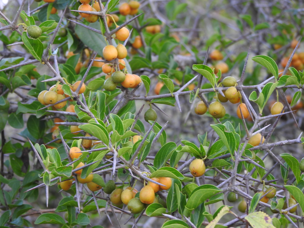 Canthium coromandelicum from Kamaravalli, Karnataka, India on July 15 ...