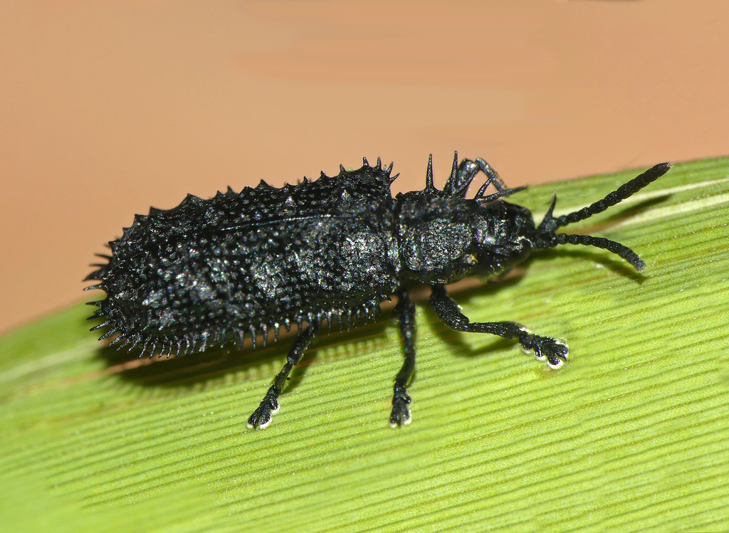 Hispellinus fimbriatus (Leaf Beetles (Cassidinae) of Australia) · iNaturalist Mexico