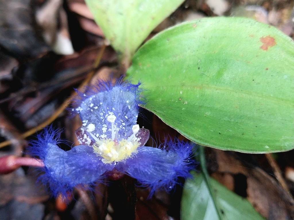 Geogenanthus from Ahuano, Ecuador on July 8, 2023 at 11:24 AM by ...