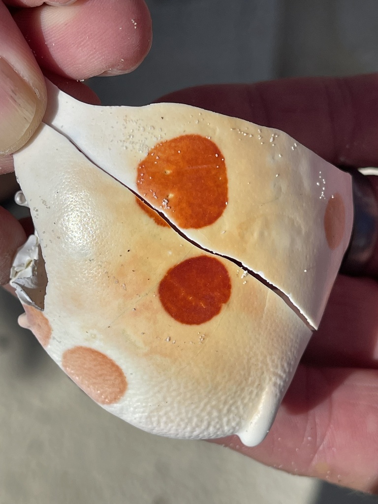 Spotted Reef Crab from Diego Garcia, IO on July 15, 2023 at 11:16 AM by ...